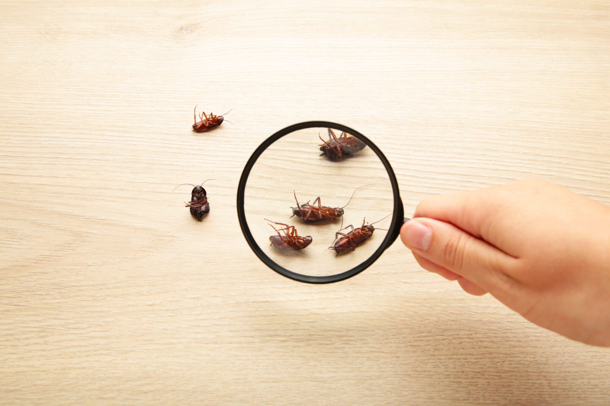 The Benefits of Professional Cockroach Control Services - Beaver Pest ...