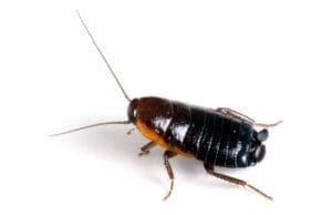 Understanding Cockroaches: A Comprehensive Guide for the UK - Beaver ...