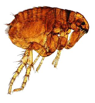 Flea Control London - Beaver Pest Control