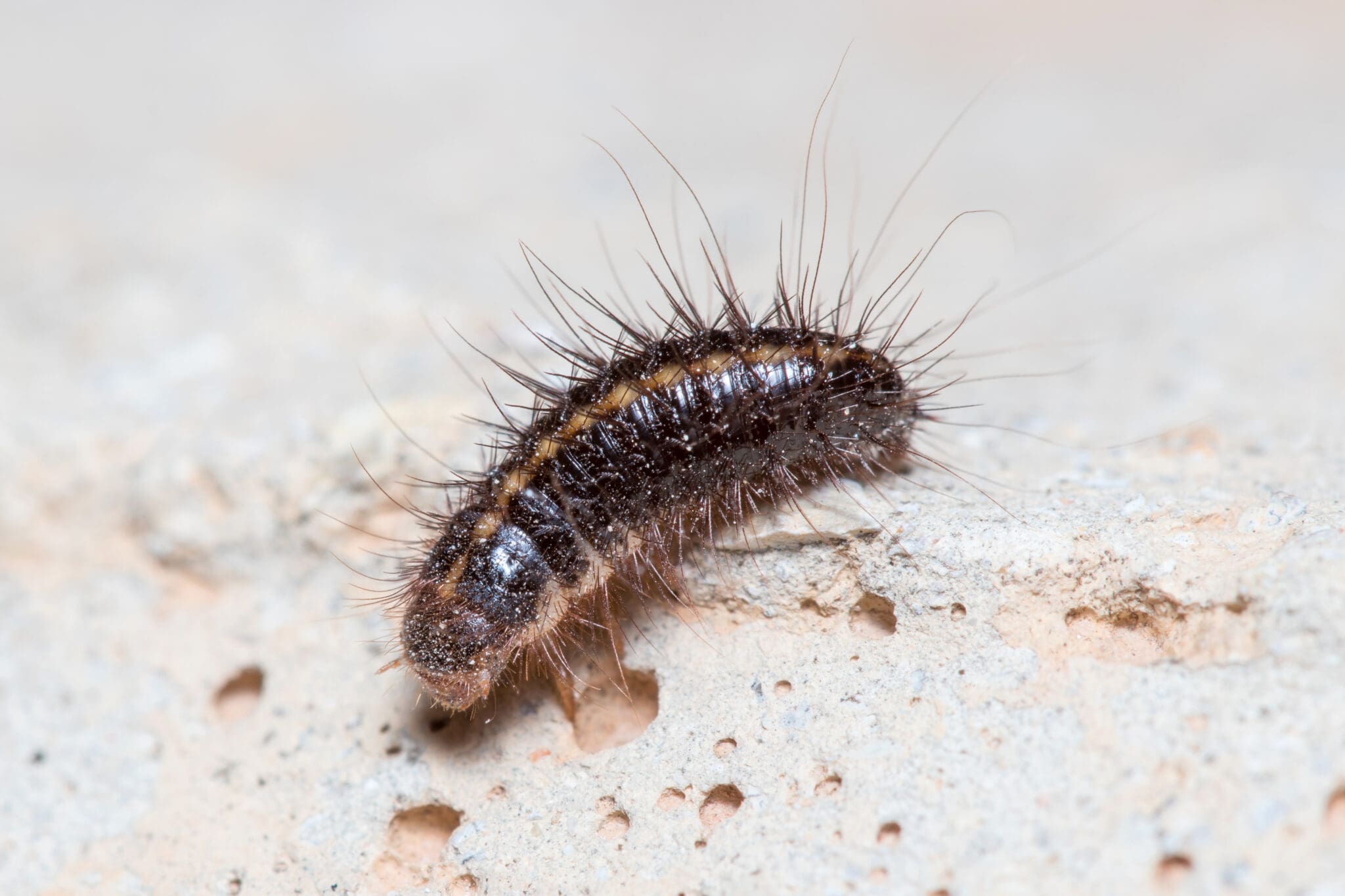 Carpet Beetles: Everything You Need to Know - Beaver Pest Control