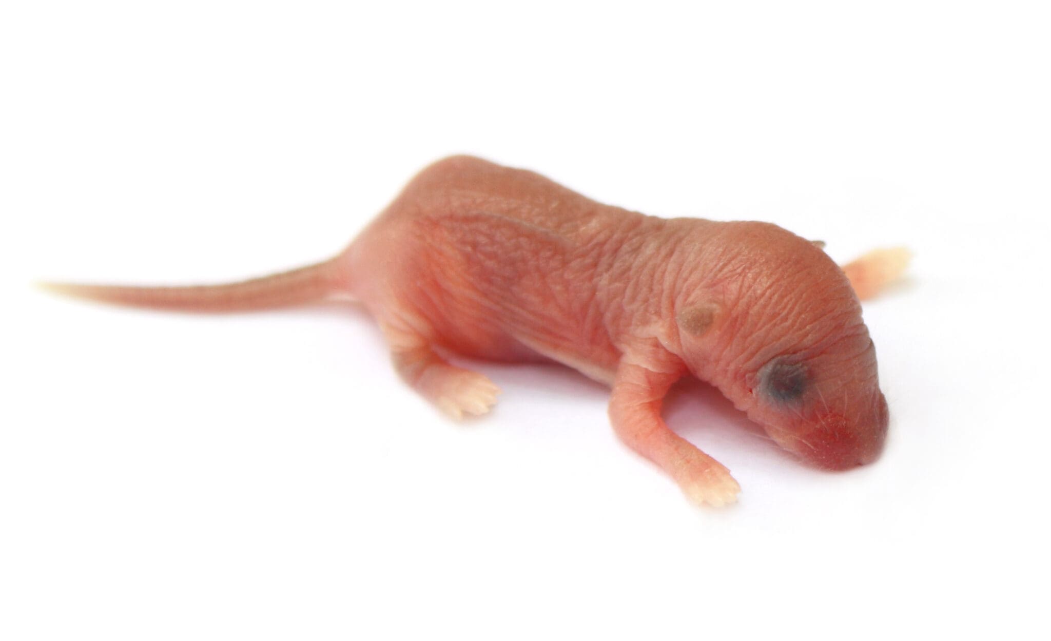 Signs of a Rat Infestation: How to Identify Baby Rats and Other Clues ...