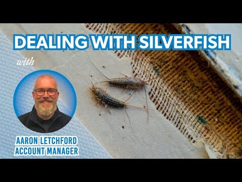 Dealing with Silverfish in the UK: A Comprehensive Guide - Beaver Pest ...
